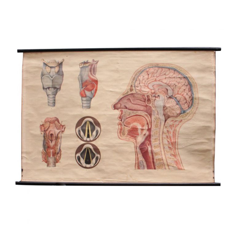 Inicio - Viriathus Tienda en Línea