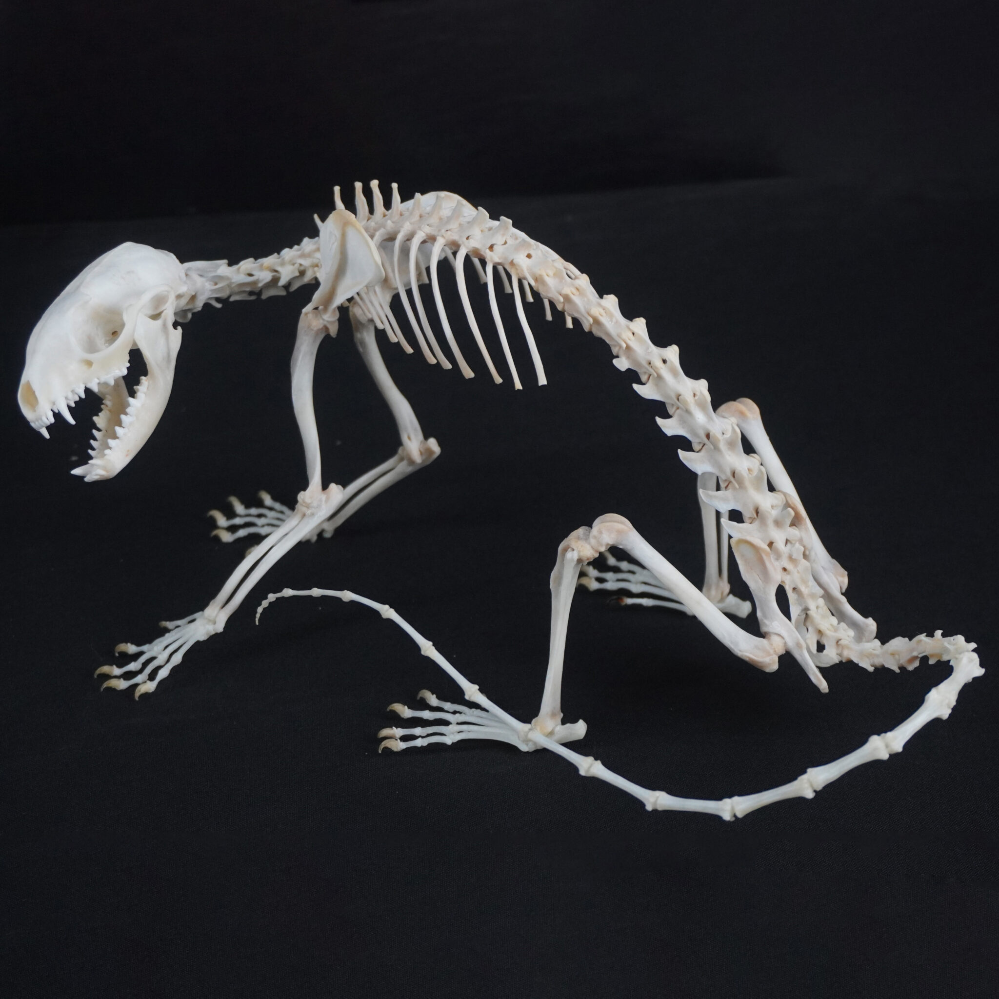 Inicio - Viriathus Tienda en Línea - Antigüedades y Vintage